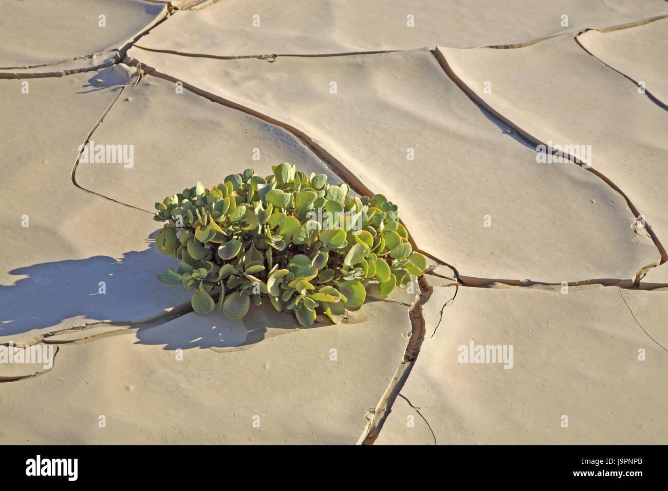 Namibia,Namibwüste,Sand,Talerbusch,Zygophyllum stapfii,Africa,fissures ...