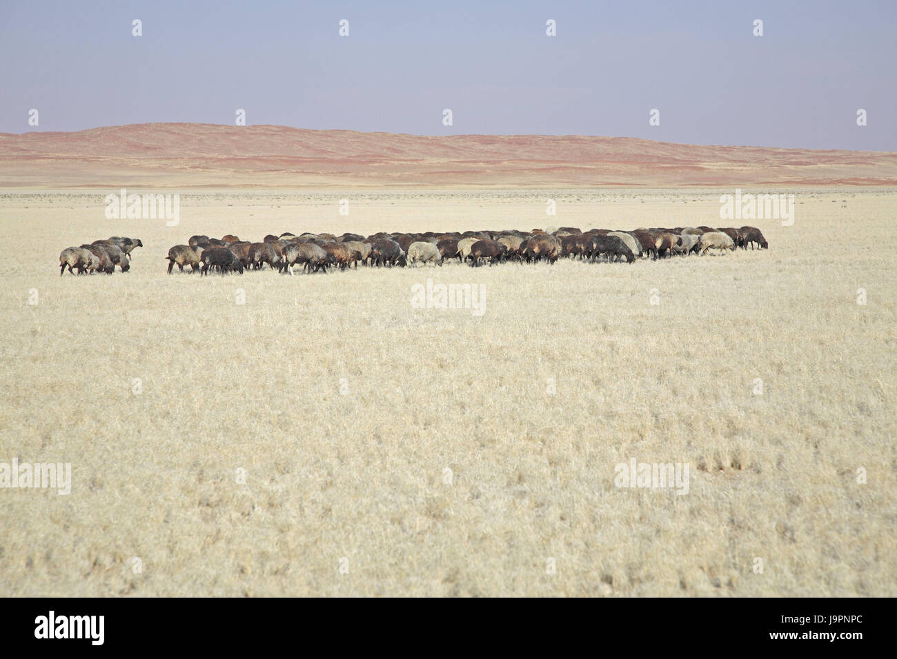 Karakul africa hi-res stock photography and images - Alamy
