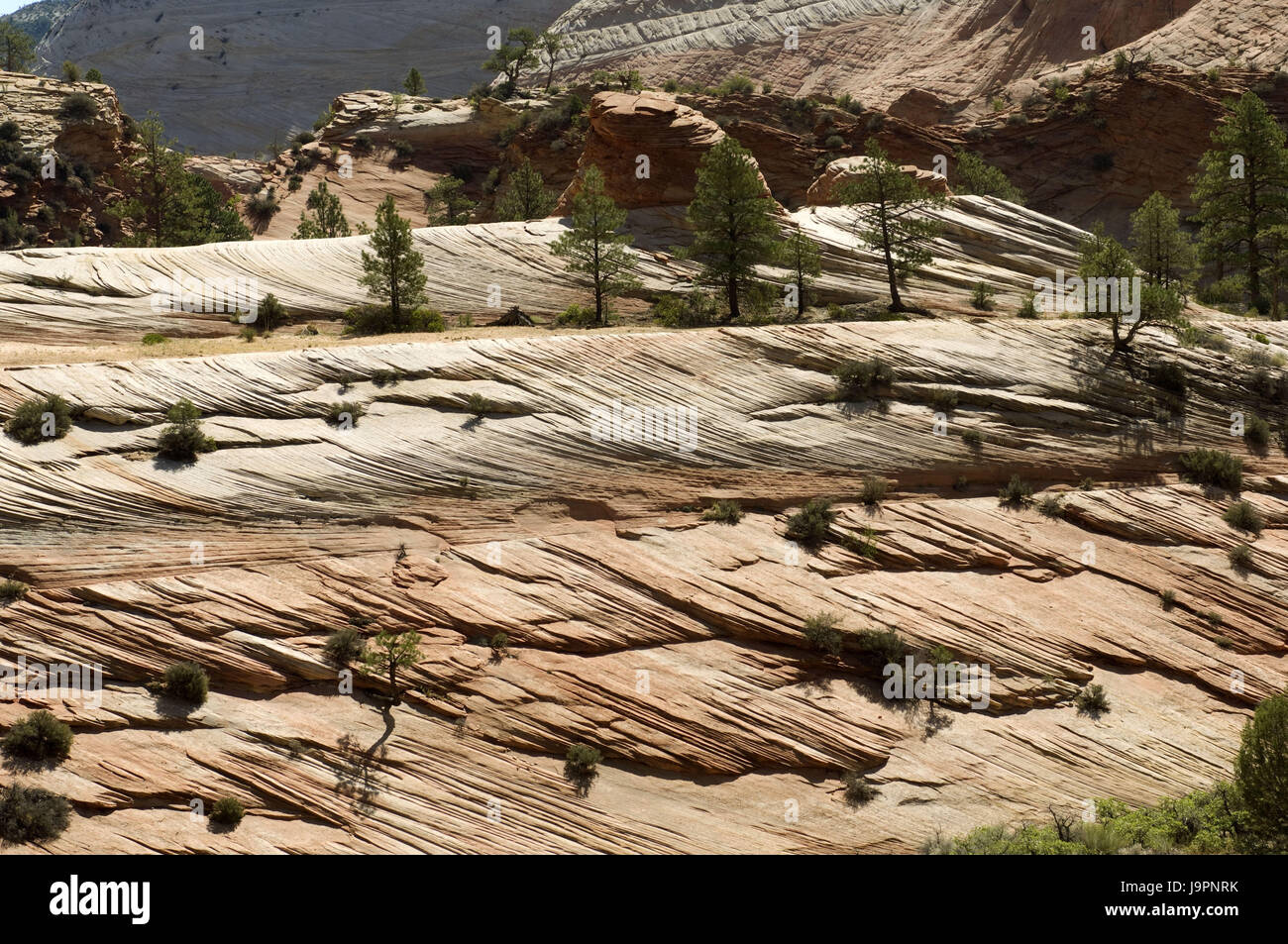 The USA,Utah,Zion national park,rock,trees Stock Photo - Alamy