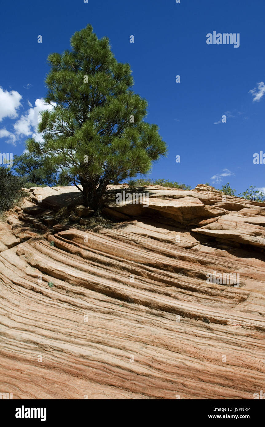 The USA,Utah,Zion national park,rock,layers,tree Stock Photo - Alamy