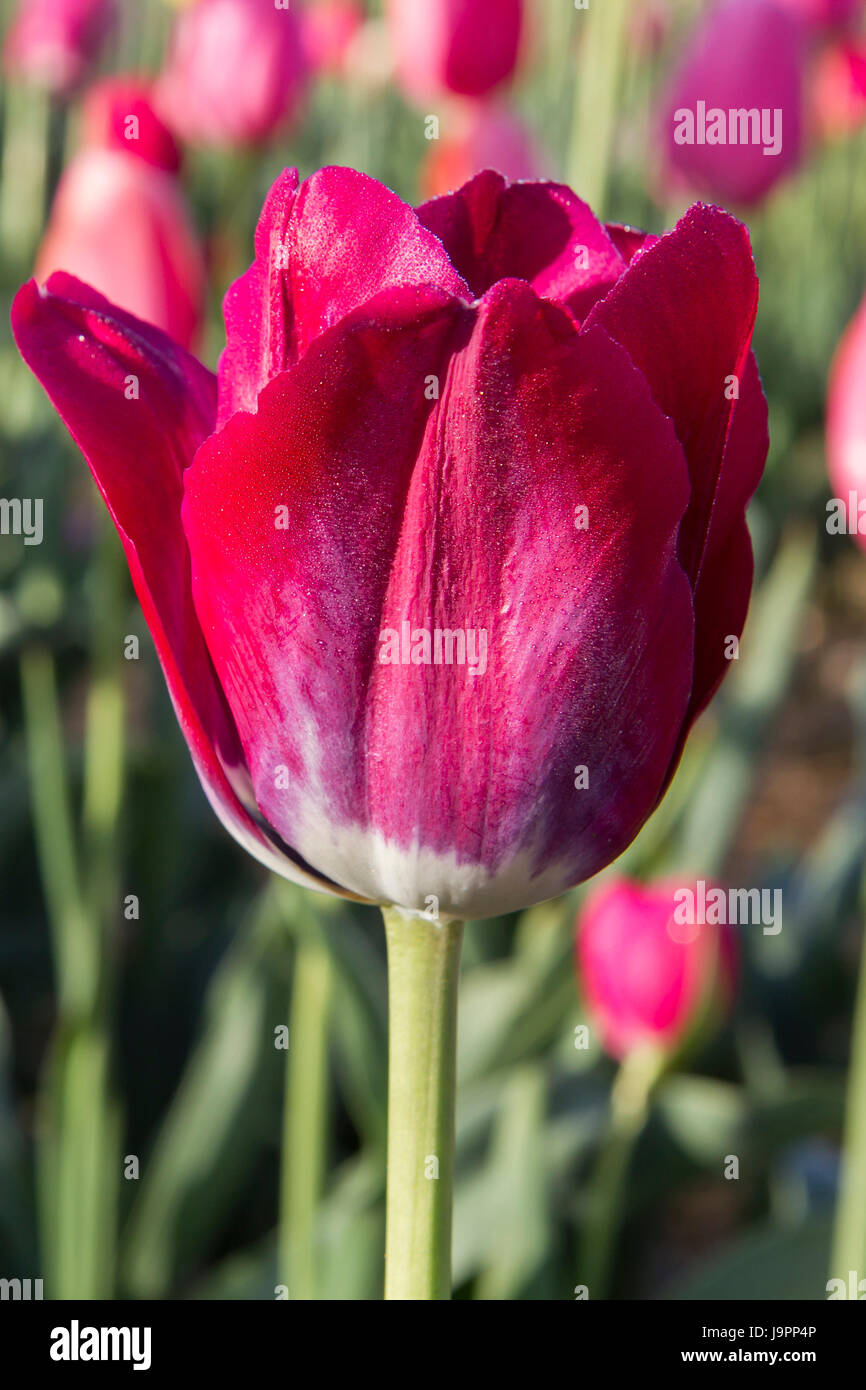 field, tulips, bed, morning sun, cut, self, yourself, himself, itself ...