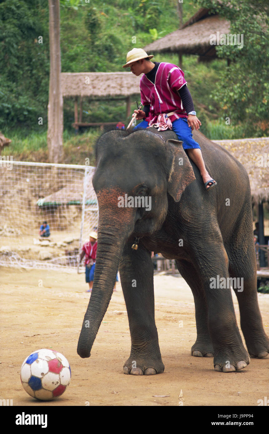 Thailand,Chiang May,Mae Sa Elephant Camp,elephant,bleed,football,no ...