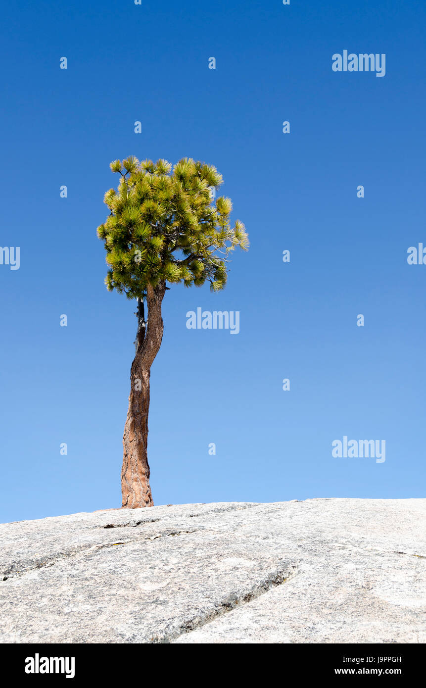 blue, tree, california, america, blue, colour, tree, park, stone ...
