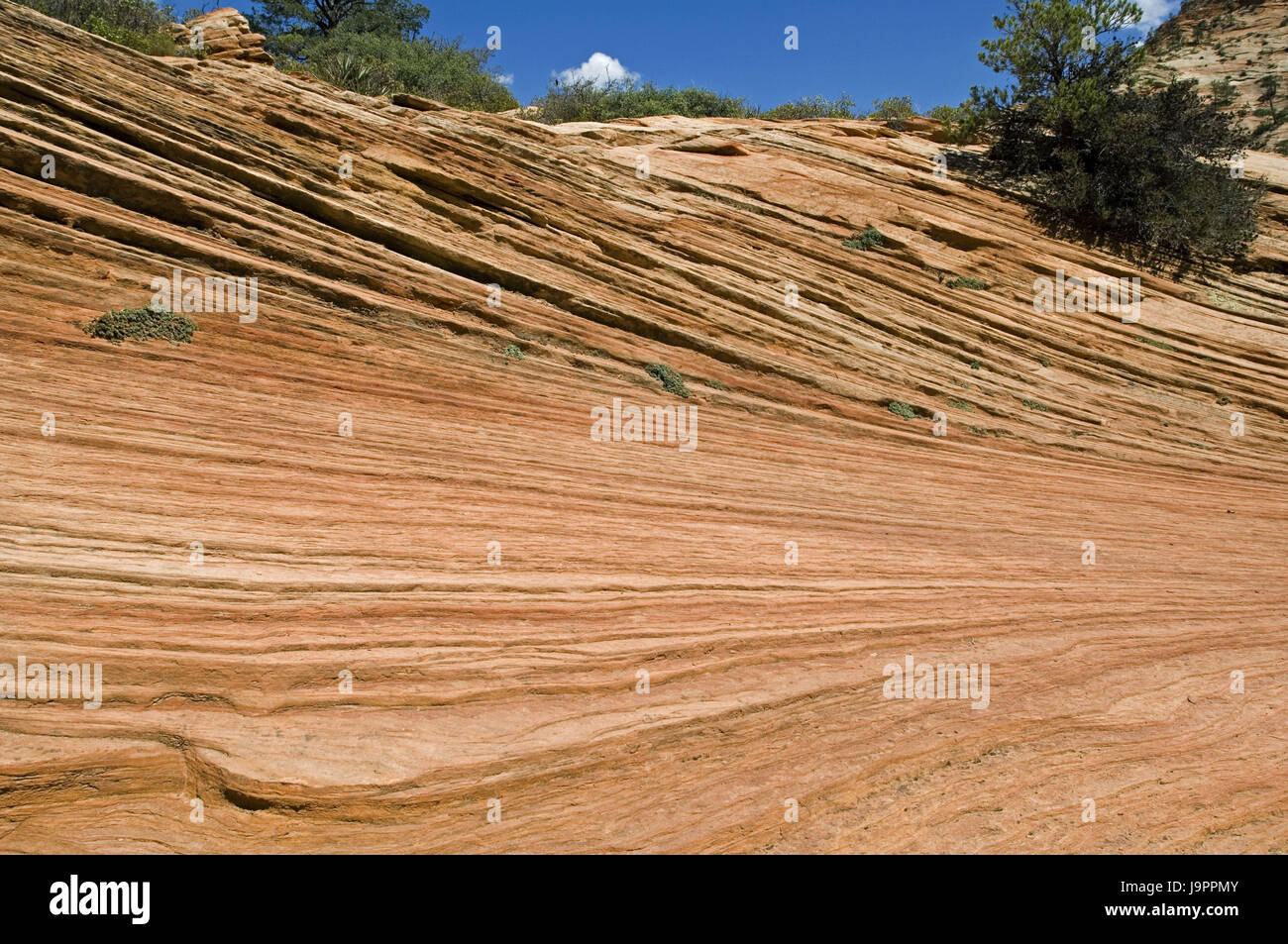 The USA,Utah,Zion national park,rock,layers,trees Stock Photo - Alamy