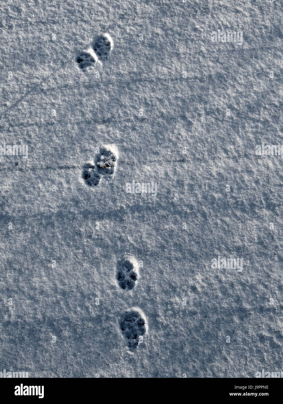 Snow,paw tracks,tracks,animal,wild animal,footprints,paw impressions ...