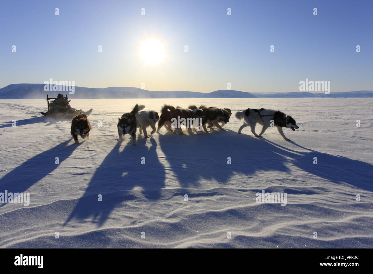 Greenland,Qaanaaq,sled dog's motorcycle combination,man,Inuit,go,slides ...
