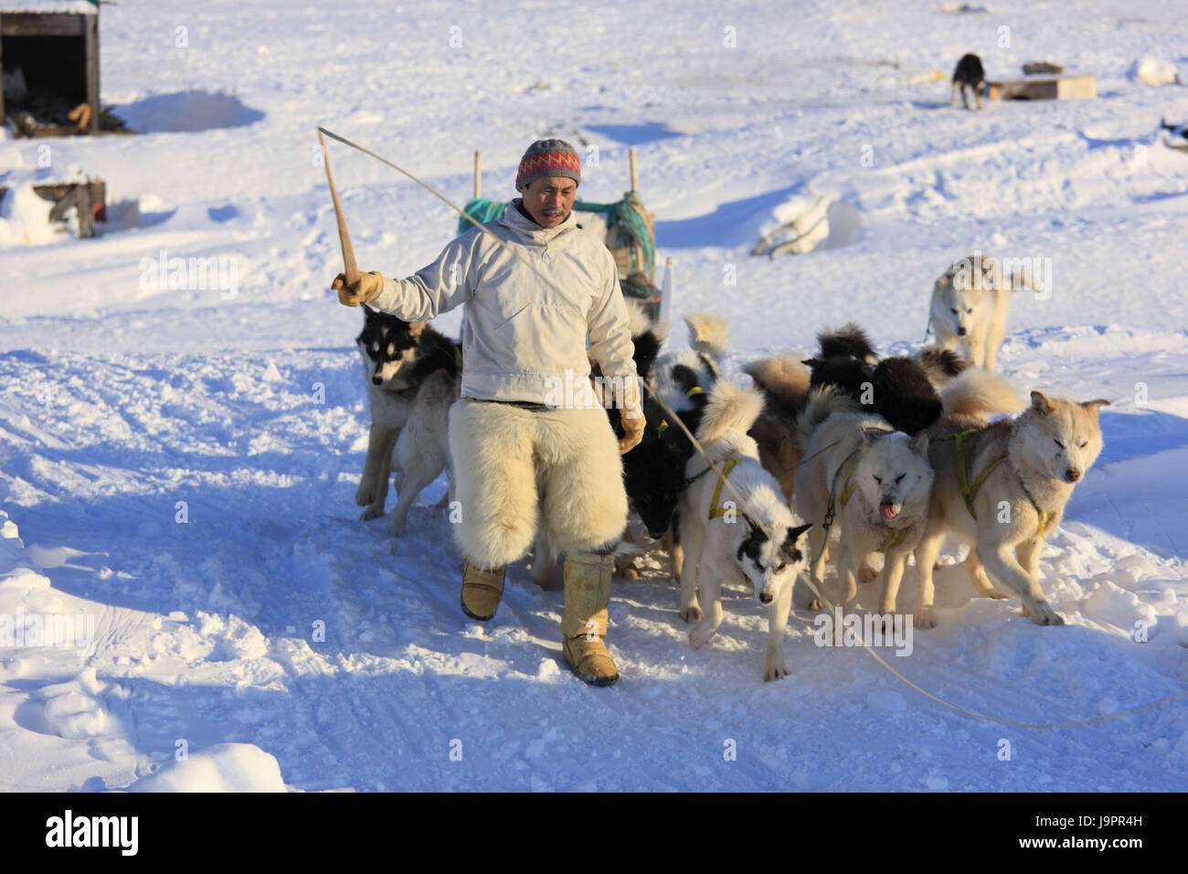 Inuit dog whip hi-res stock photography and images - Alamy