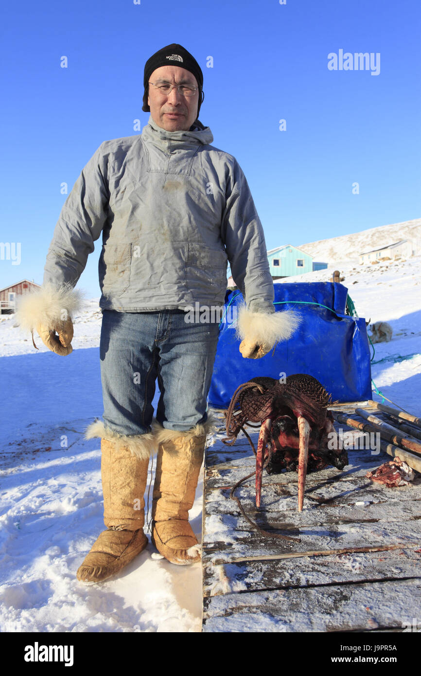 Walruss head hi-res stock photography and images - Alamy