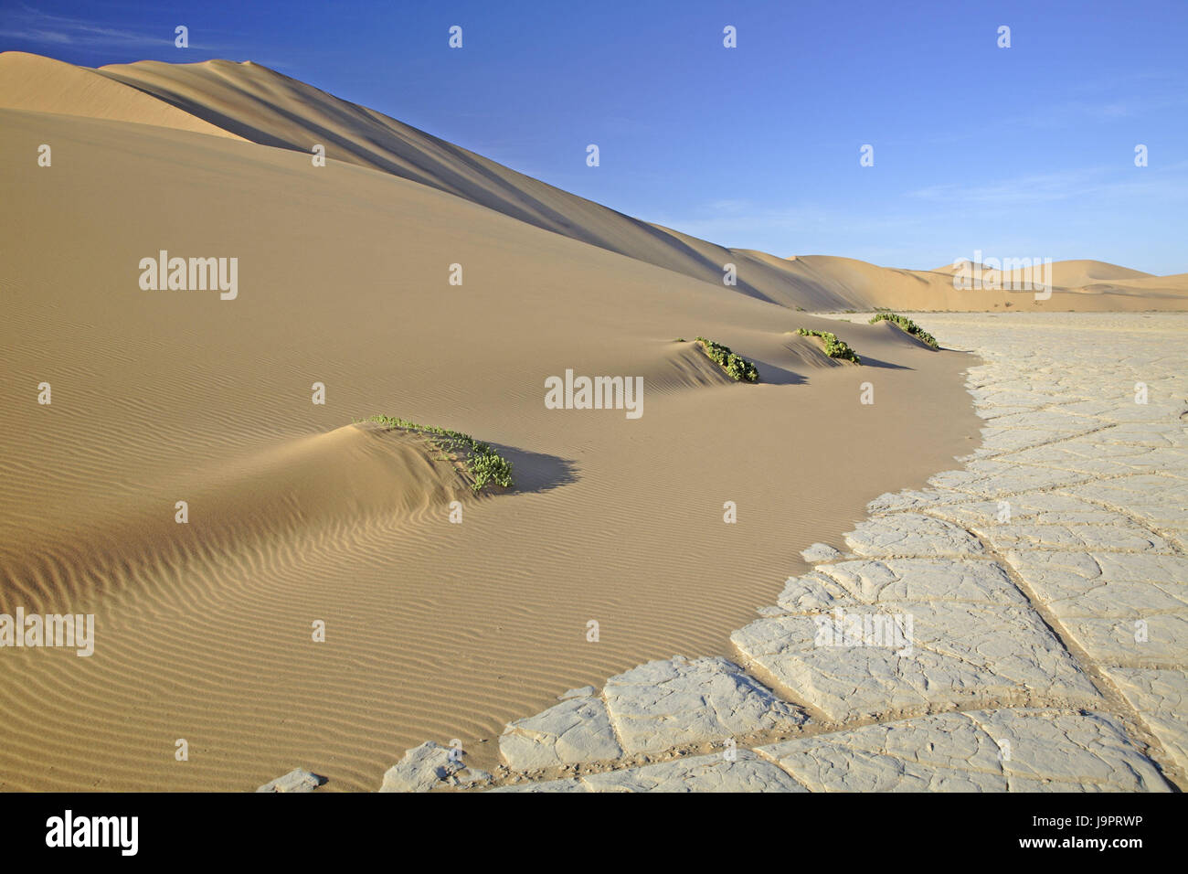 Namibia,Namibwüste,Sand,taler bushes,Zygophyllum stapfii,Africa,parched ...