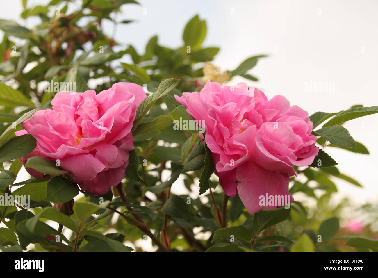 historical pink rose Stock Photo - Alamy