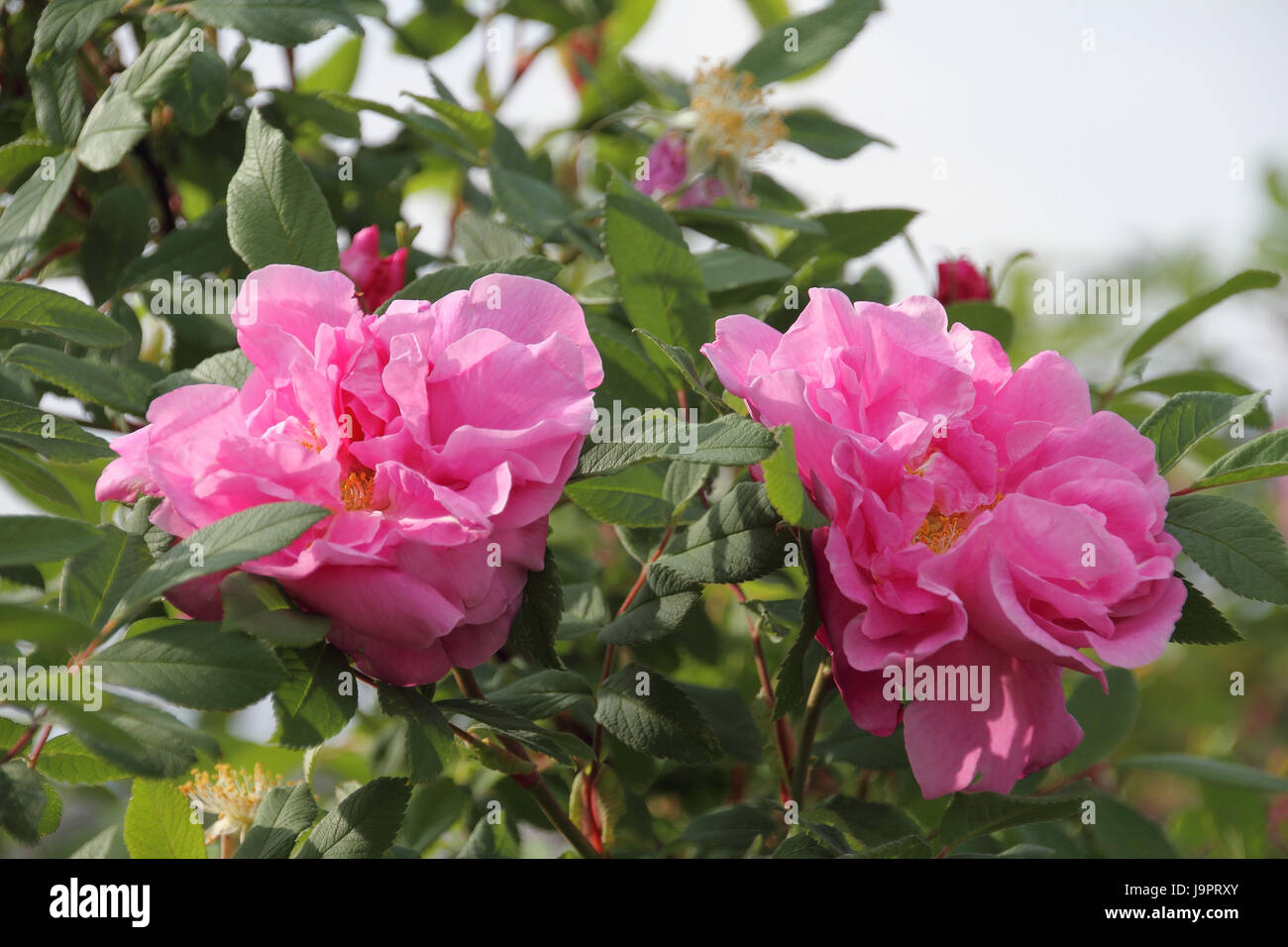 historic pink rose Stock Photo - Alamy