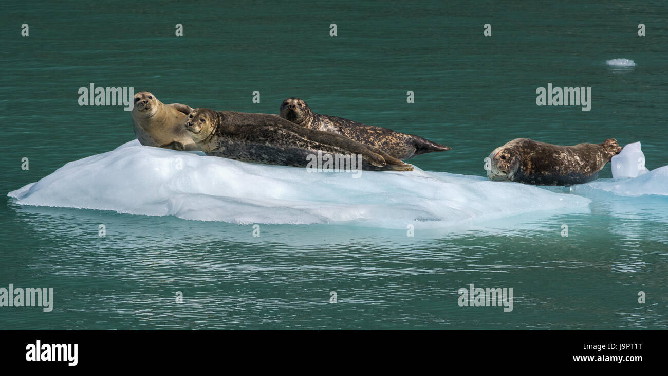 Four seal rest on a small white melting ice flow Stock Photo - Alamy