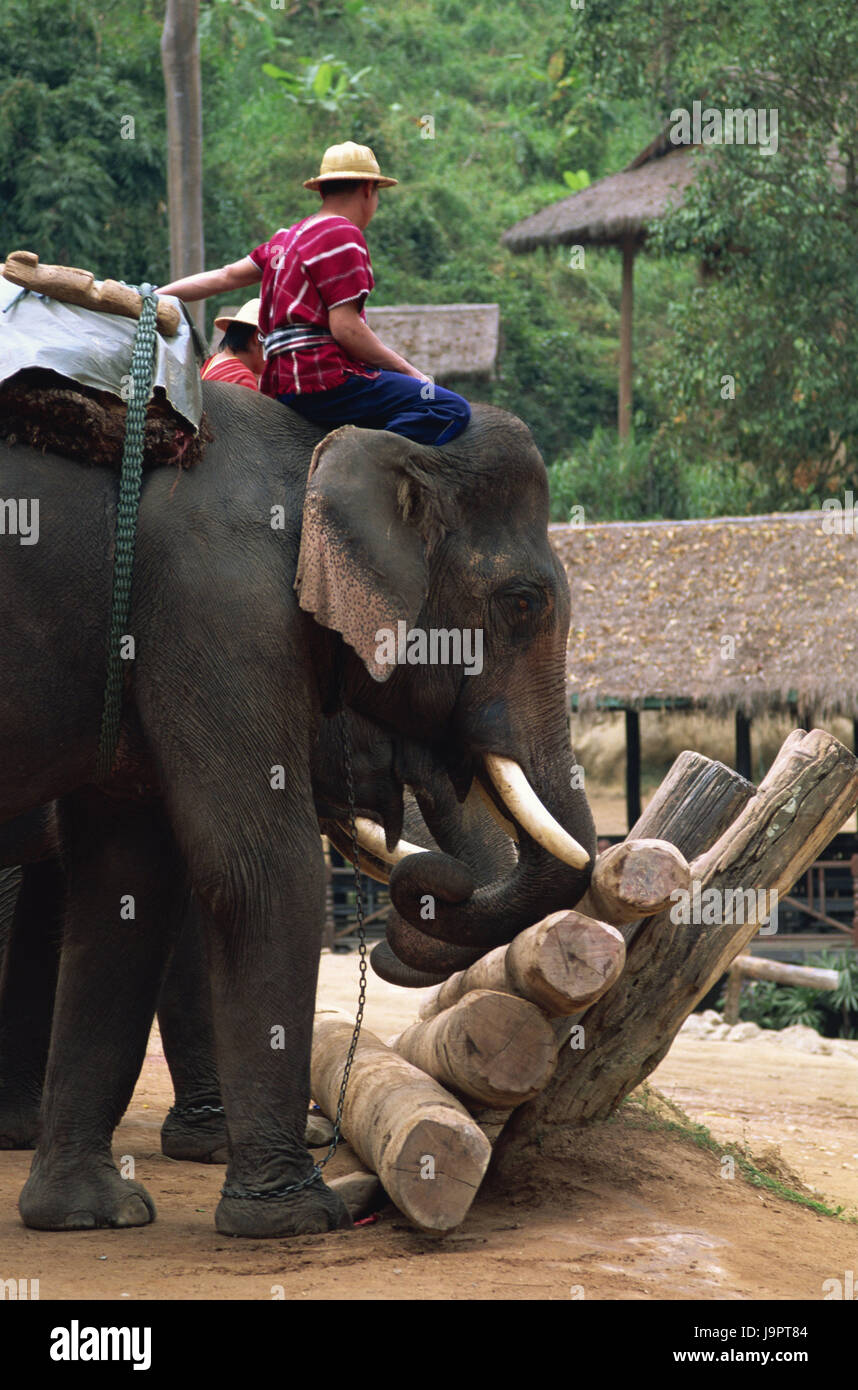 Thailand,Chiang May,Mae Sa Elephant Camp,elephant,bleed,trunks,Asia ...
