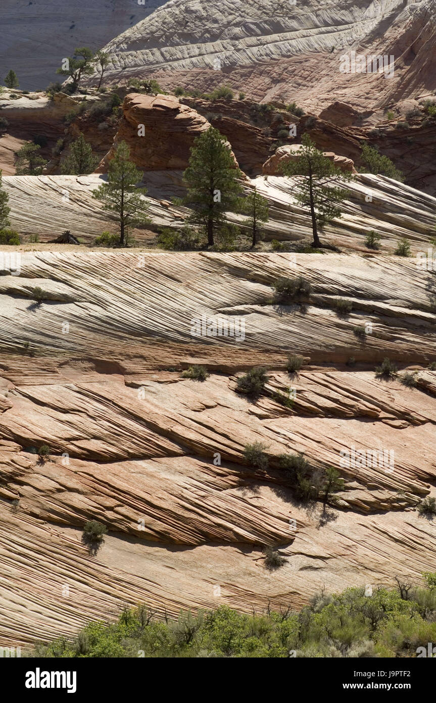 The USA,Utah,Zion national park,rock,trees Stock Photo - Alamy