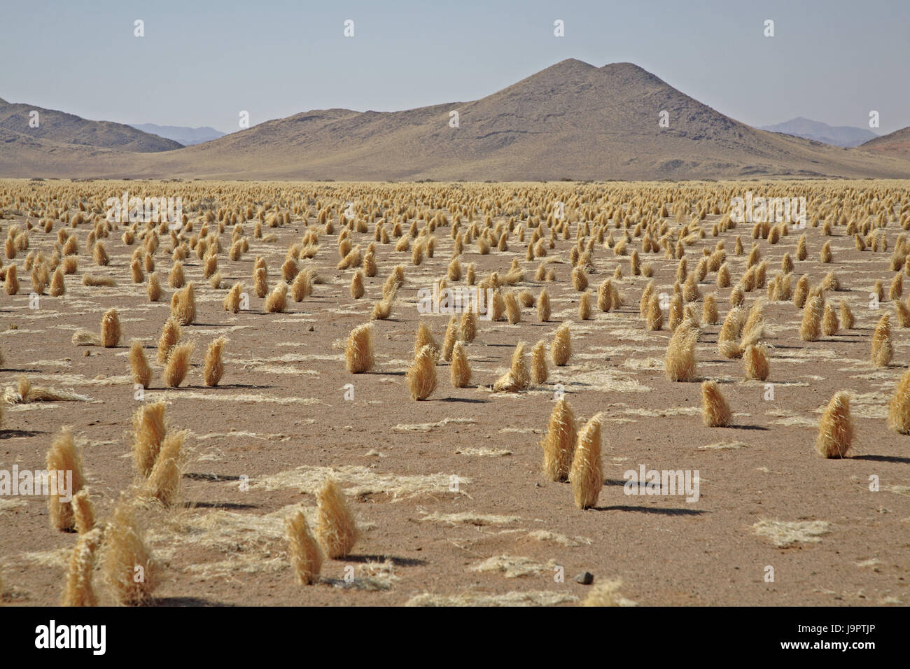 Namibia,Namib Naukluft park,wild scenery,grass bundle,Africa,desert ...