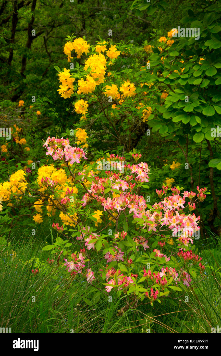 Azalea bloom, Rhododendron Garden, Hendricks Park, Eugene, Oregon Stock ...