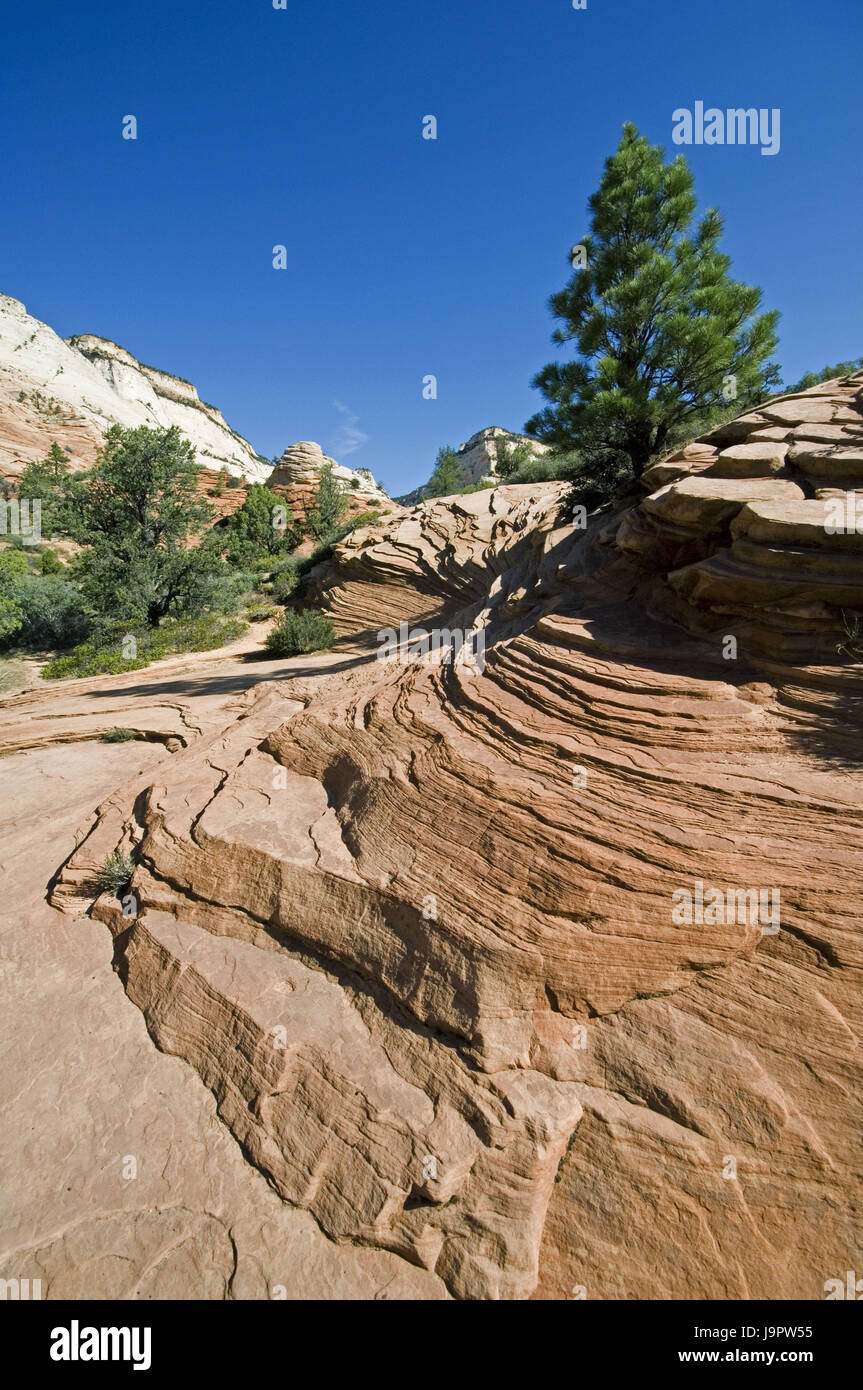 The USA,Utah,Zion national park,rock,trees Stock Photo - Alamy