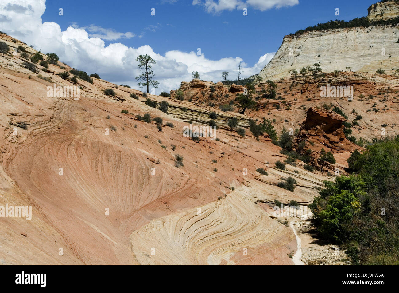 The USA,Utah,Zion national park,rock,trees Stock Photo - Alamy