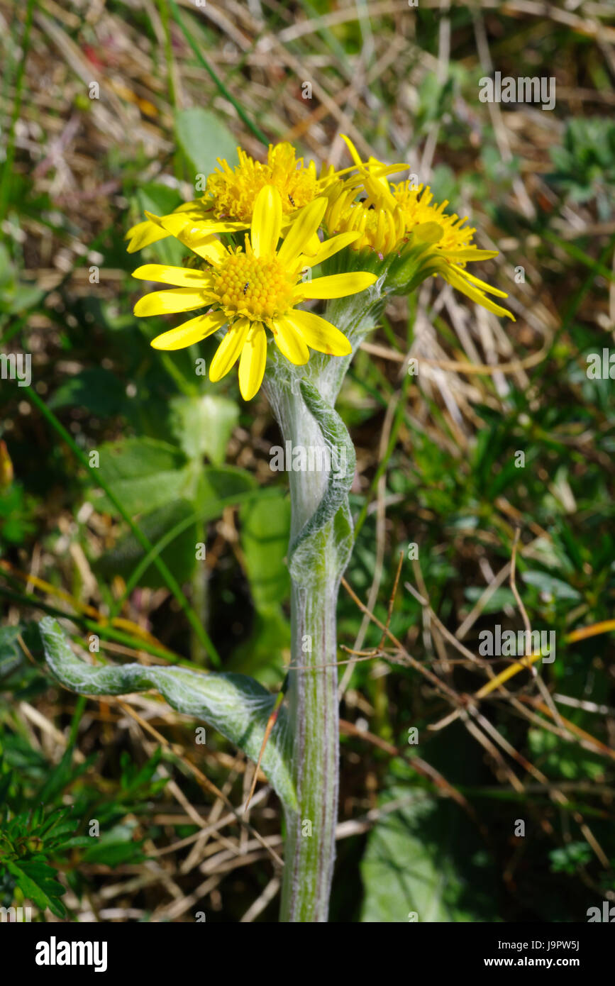 Spatulate Fleawort, South Stack, Anglesey Stock Photo - Alamy