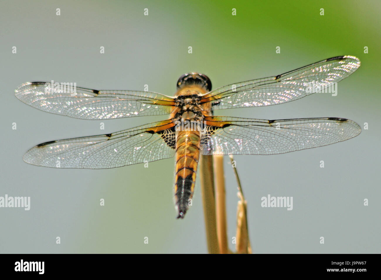 Dragonfly,medium close-up,insect,animal,4 blotch,sail dragonfly,great ...