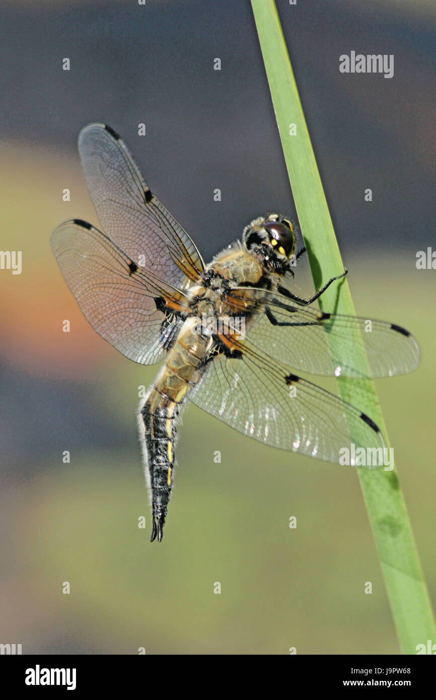Libellulidae Wing