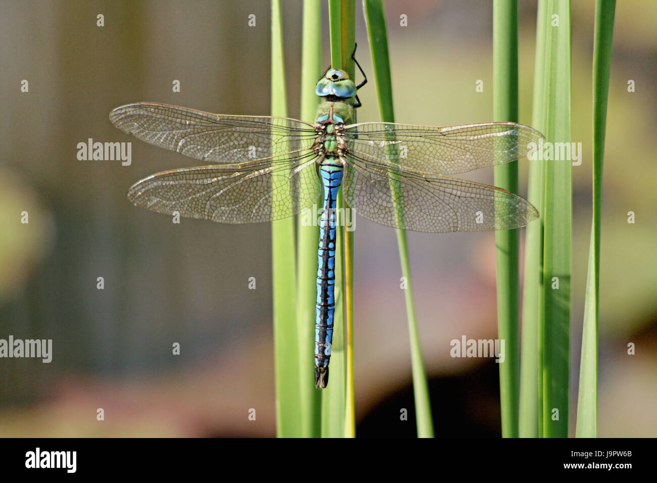 Big kings dragonfly hi-res stock photography and images - Alamy