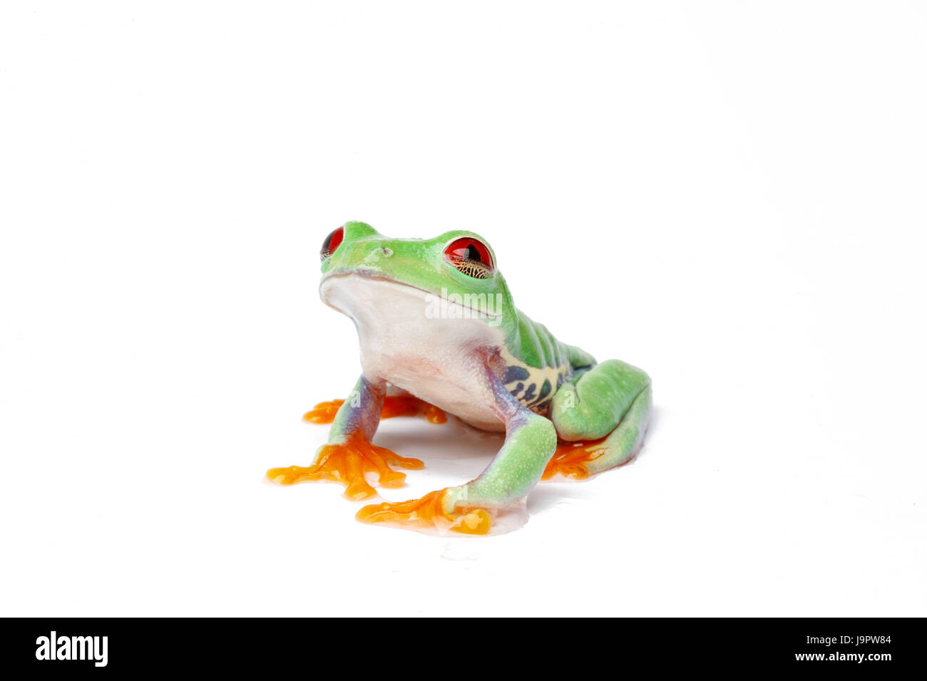 Red eye foliage frog,Agalychnis callidryas,sit,wink Stock Photo - Alamy