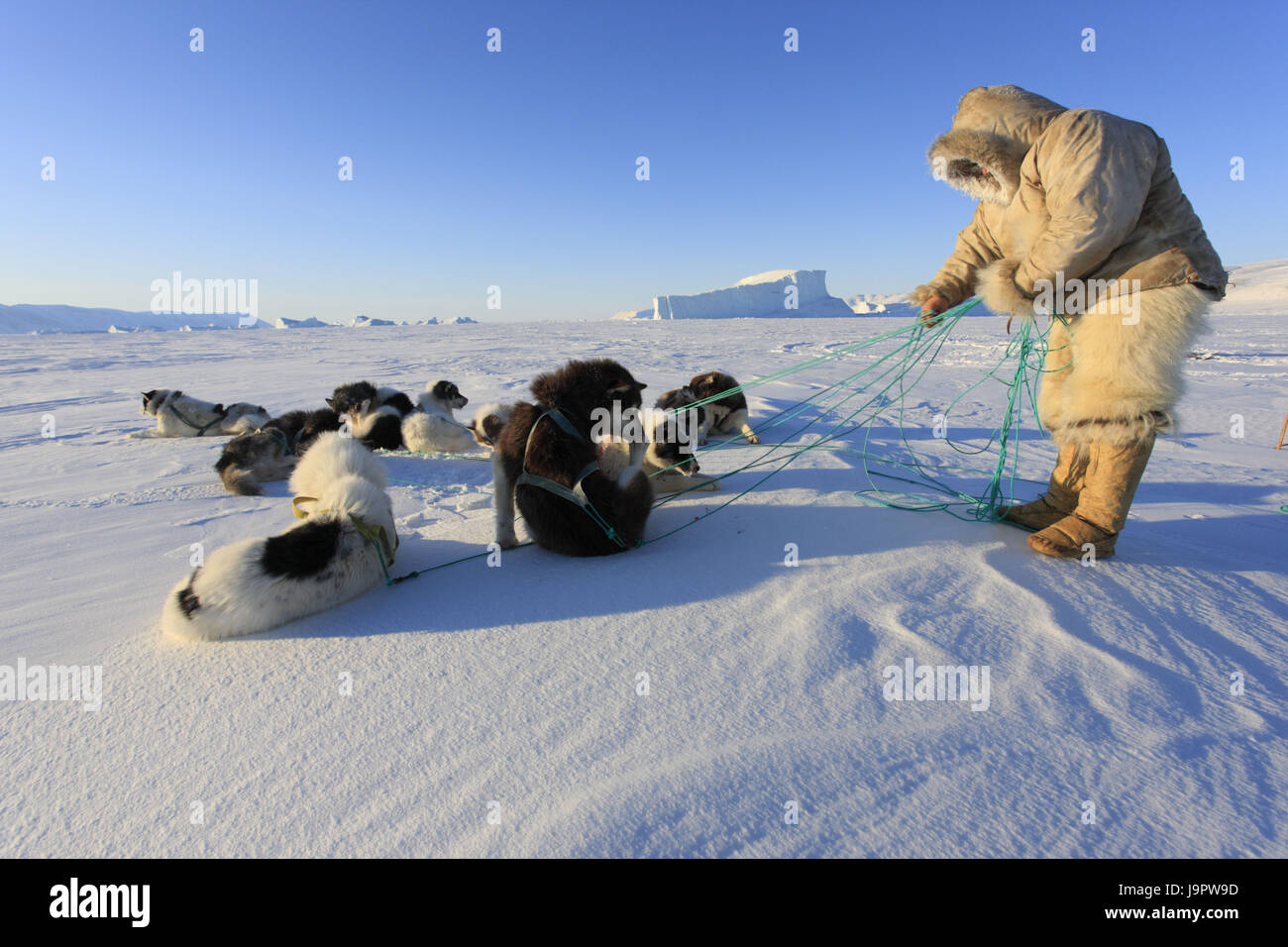 Greenland,Qaanaaq,sled dog's motorcycle combination,man,Inuit,train ...