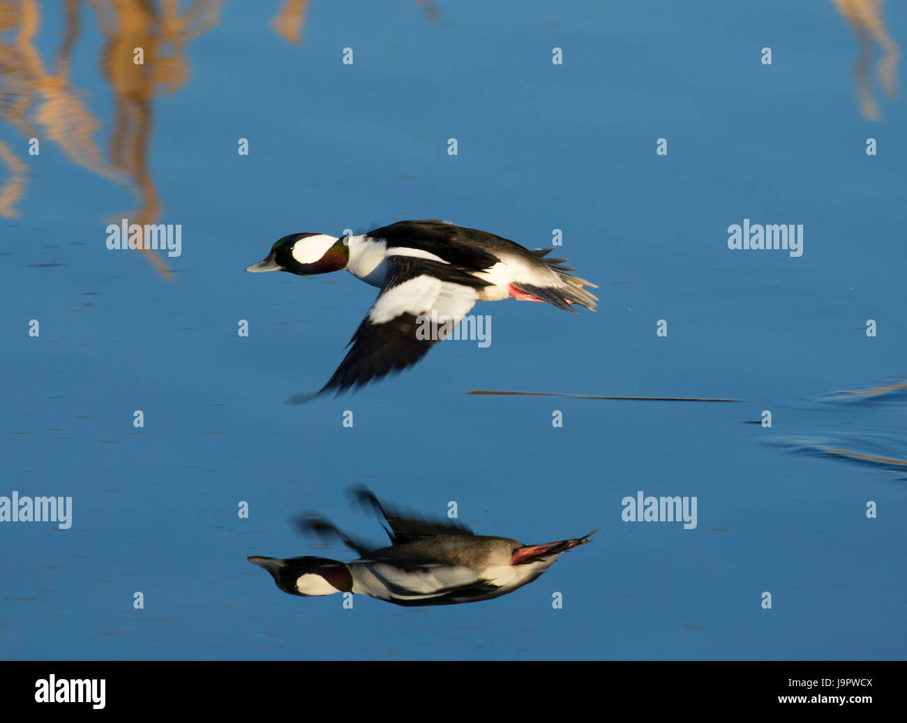 Talking Water Gardens Oregon High Resolution Stock Photography and ...