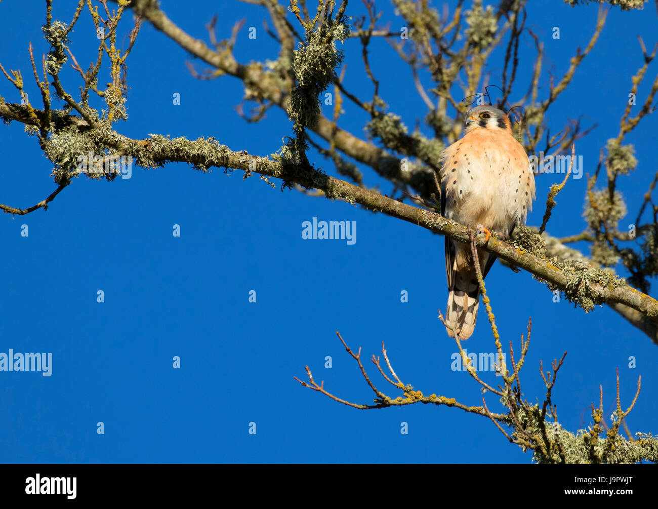 Kestrel, William Finley National Wildlife Refuge, Oregon Stock Photo ...