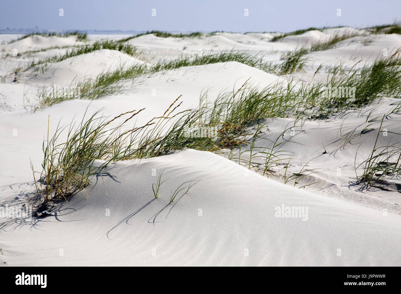 Dune scenery,grass,Europe,Germany,the North Sea,North Sea coast,coast ...