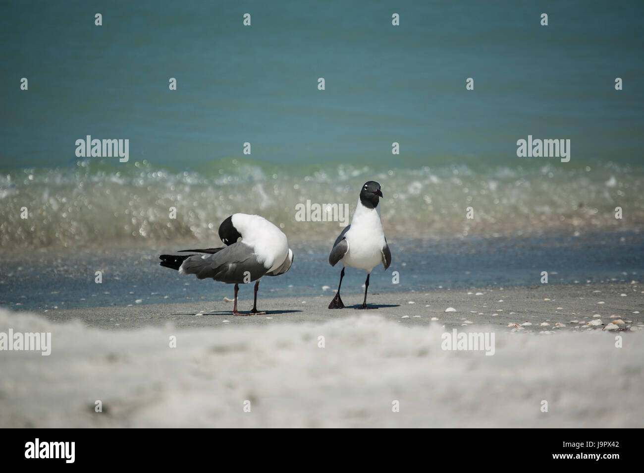 animals, beach, seaside, the beach, seashore, wildlife, salt water, sea ...