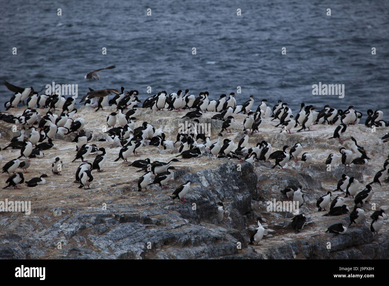 cormorant, colony, nest, waterfowls, waterfowl, spawn, flight, bird ...
