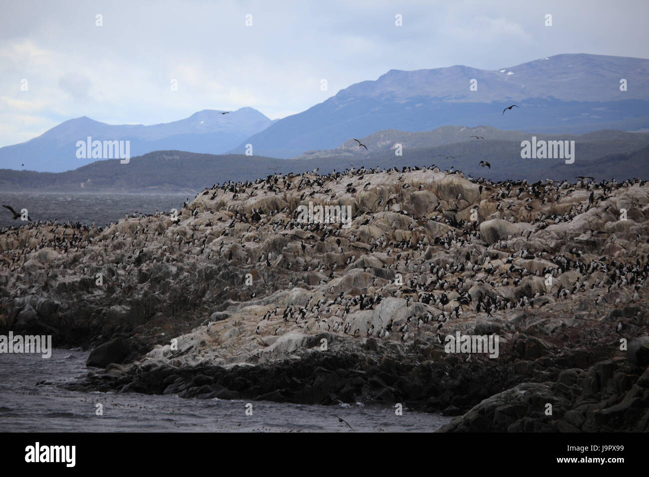 cormorant, colony, nest, waterfowls, waterfowl, spawn, flight, bird ...