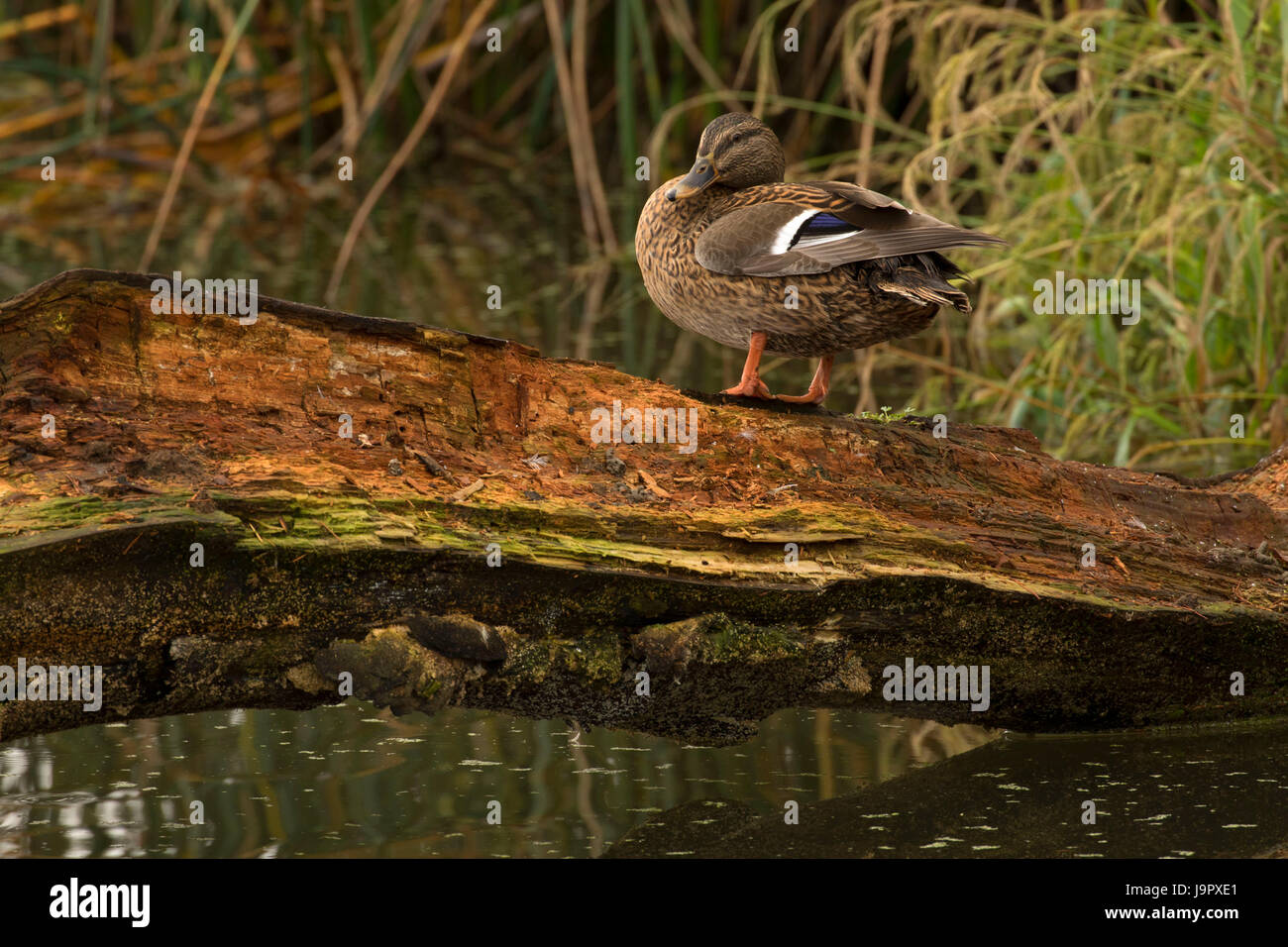 Mallard Hen High Resolution Stock Photography and Images - Alamy