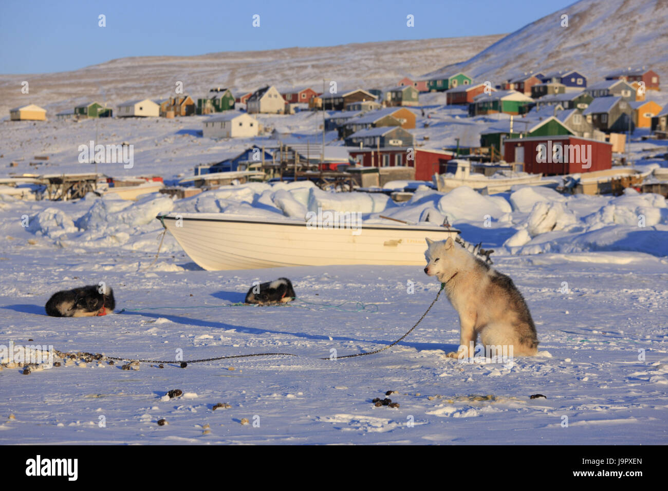 Local village dogs hi-res stock photography and images - Alamy