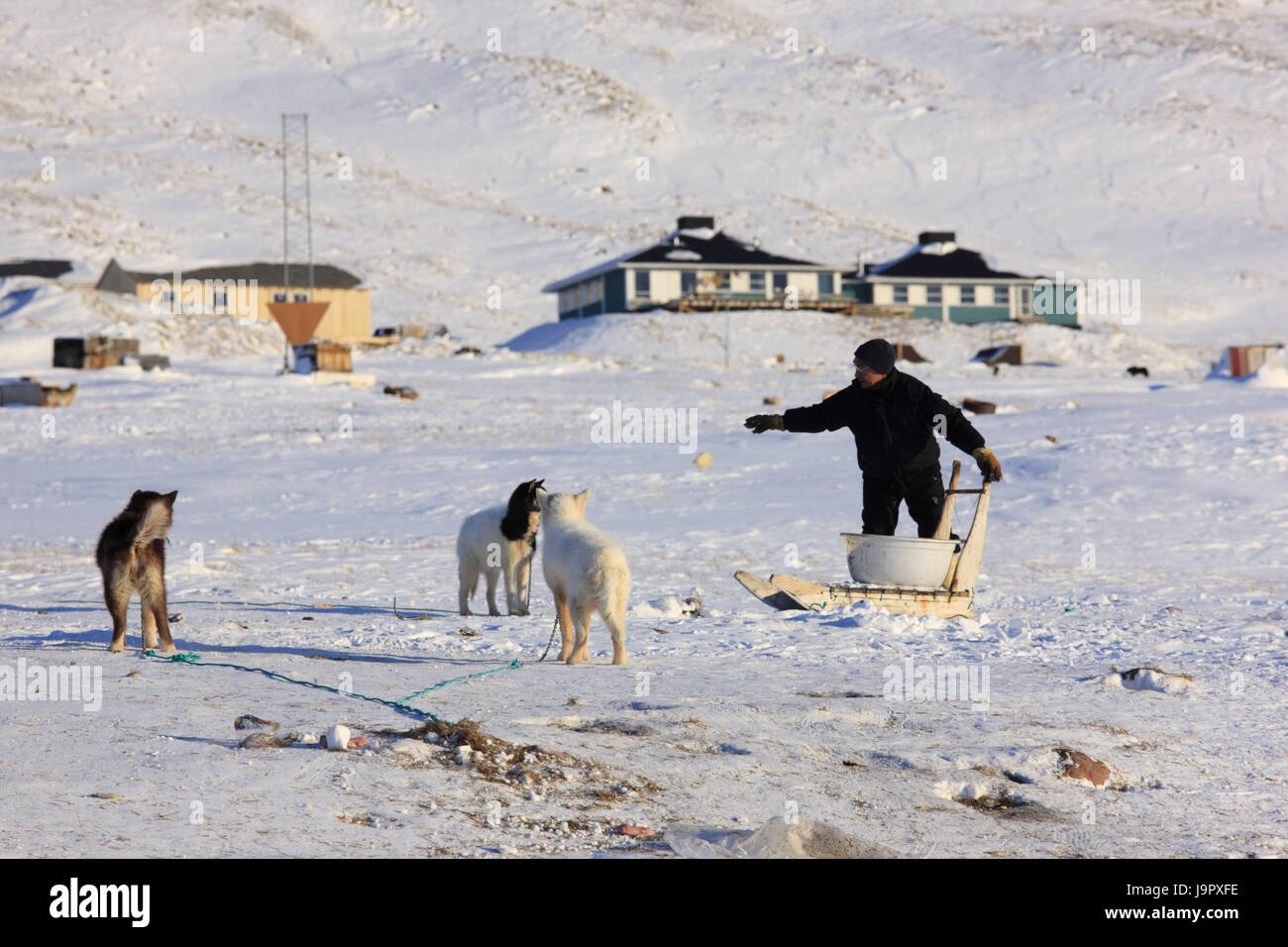 Inuit dogs hi-res stock photography and images - Alamy