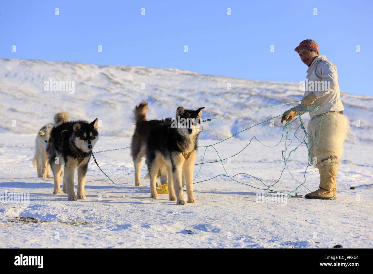 Greenland,Qaanaaq,man,Inuit,sled dogs,train linen,order Stock Photo - Alamy