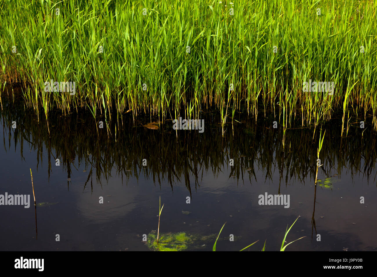 tree, holland, trench, ditch, landscape, scenery, countryside, nature ...