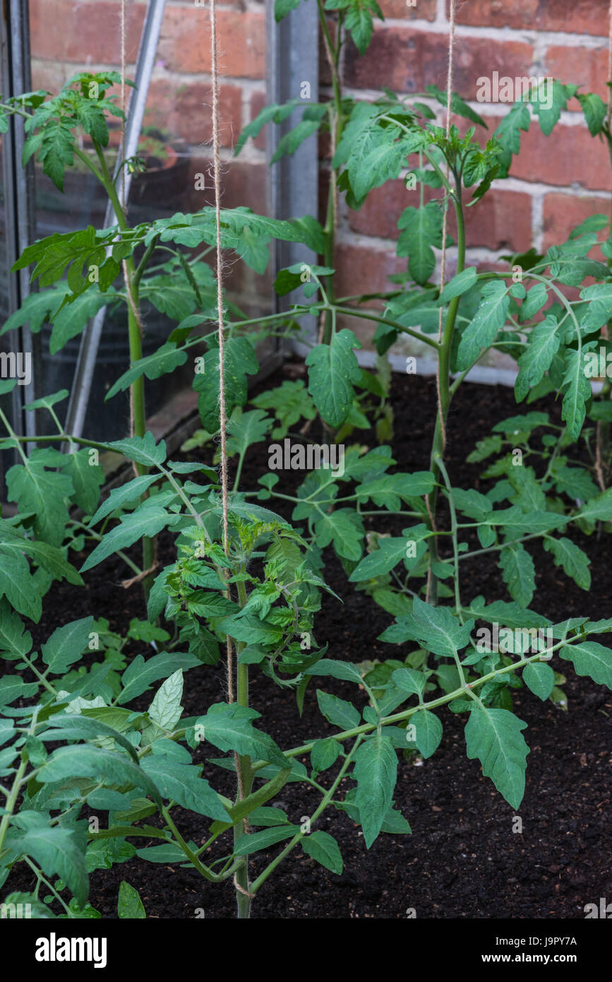 Cordon tomato plant hi-res stock photography and images - Alamy