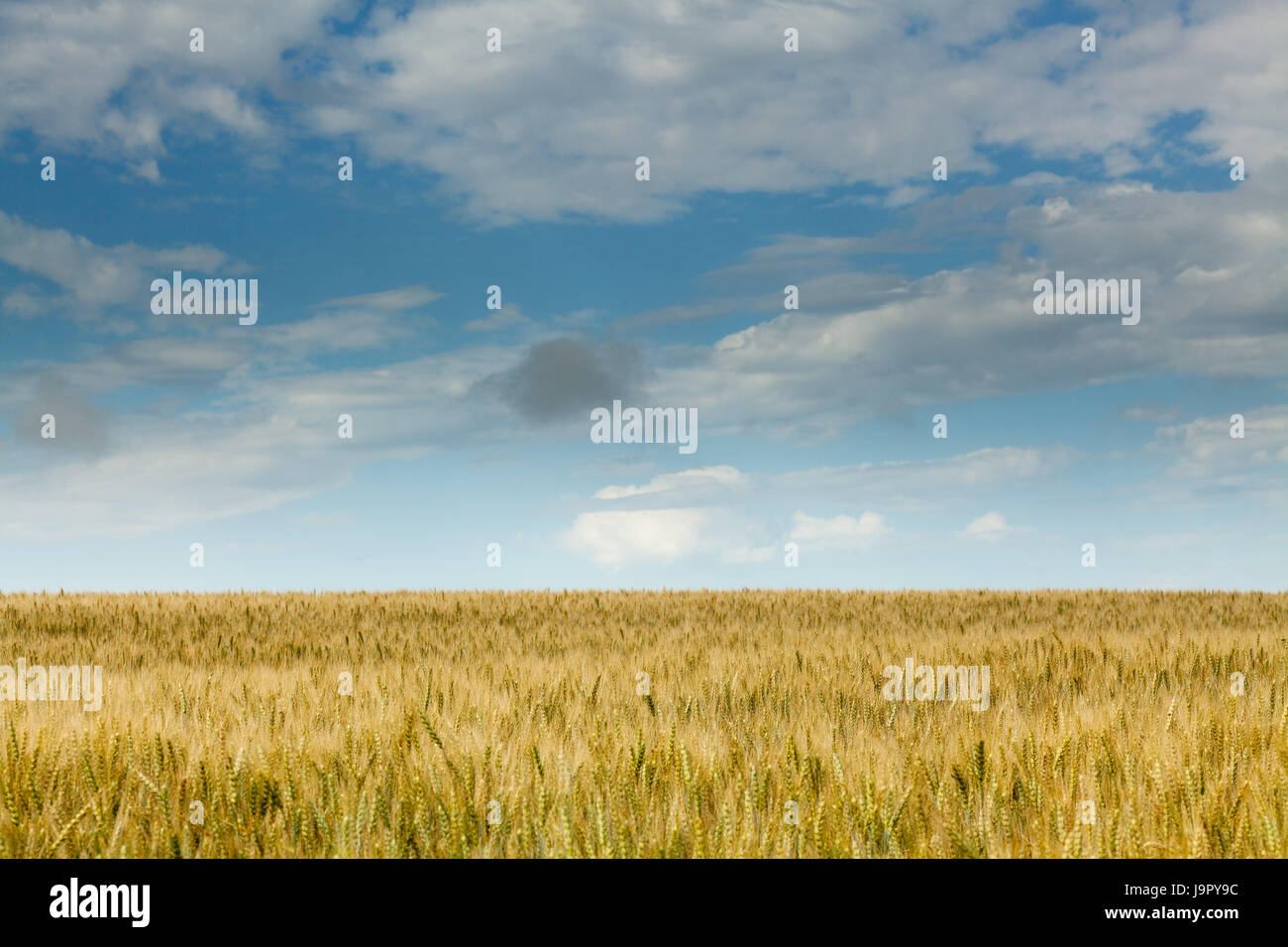 agriculture, farming, field, wheat, wheat field, scenery, countryside ...