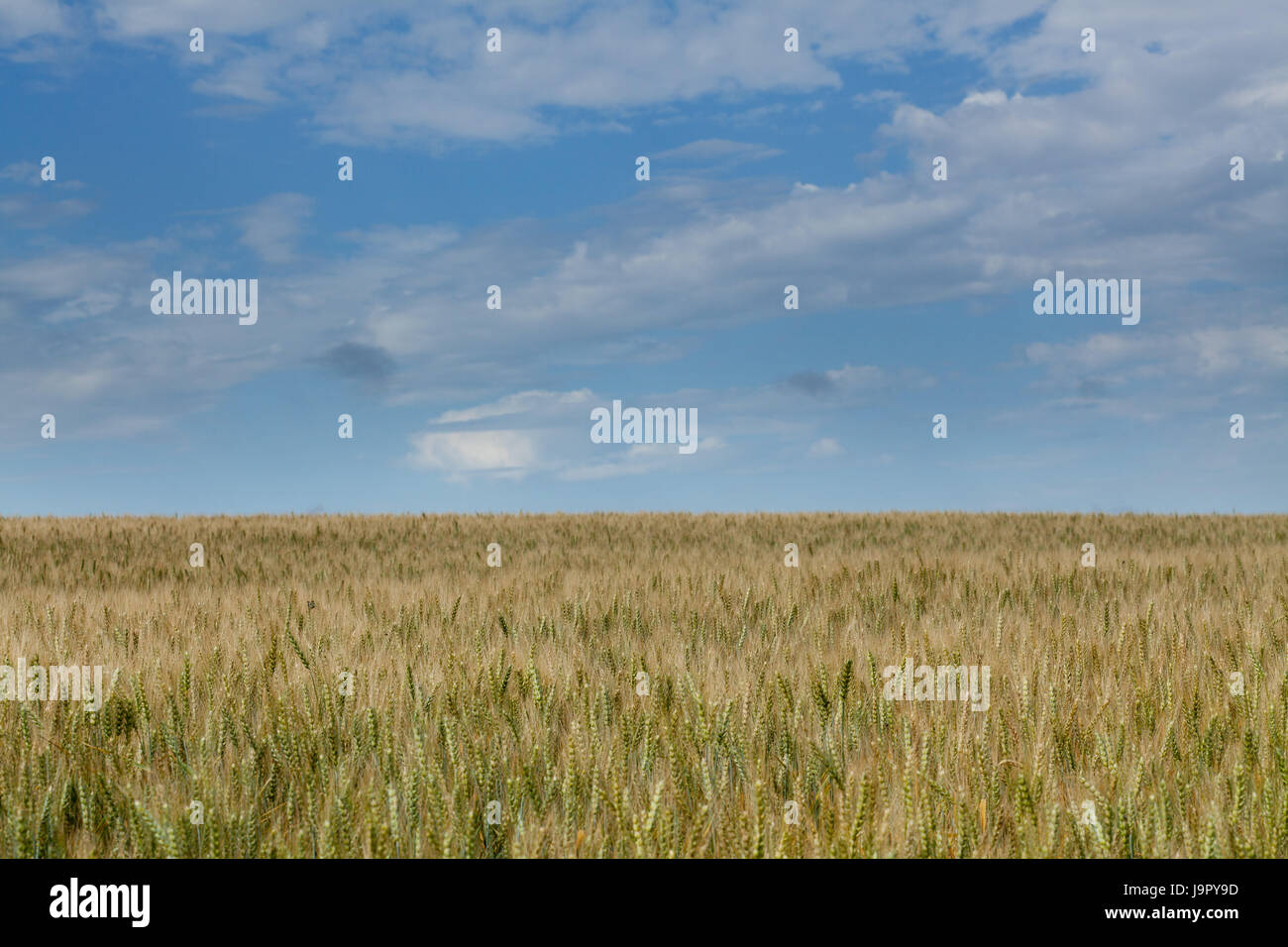 agriculture, farming, field, wheat, wheat field, scenery, countryside ...