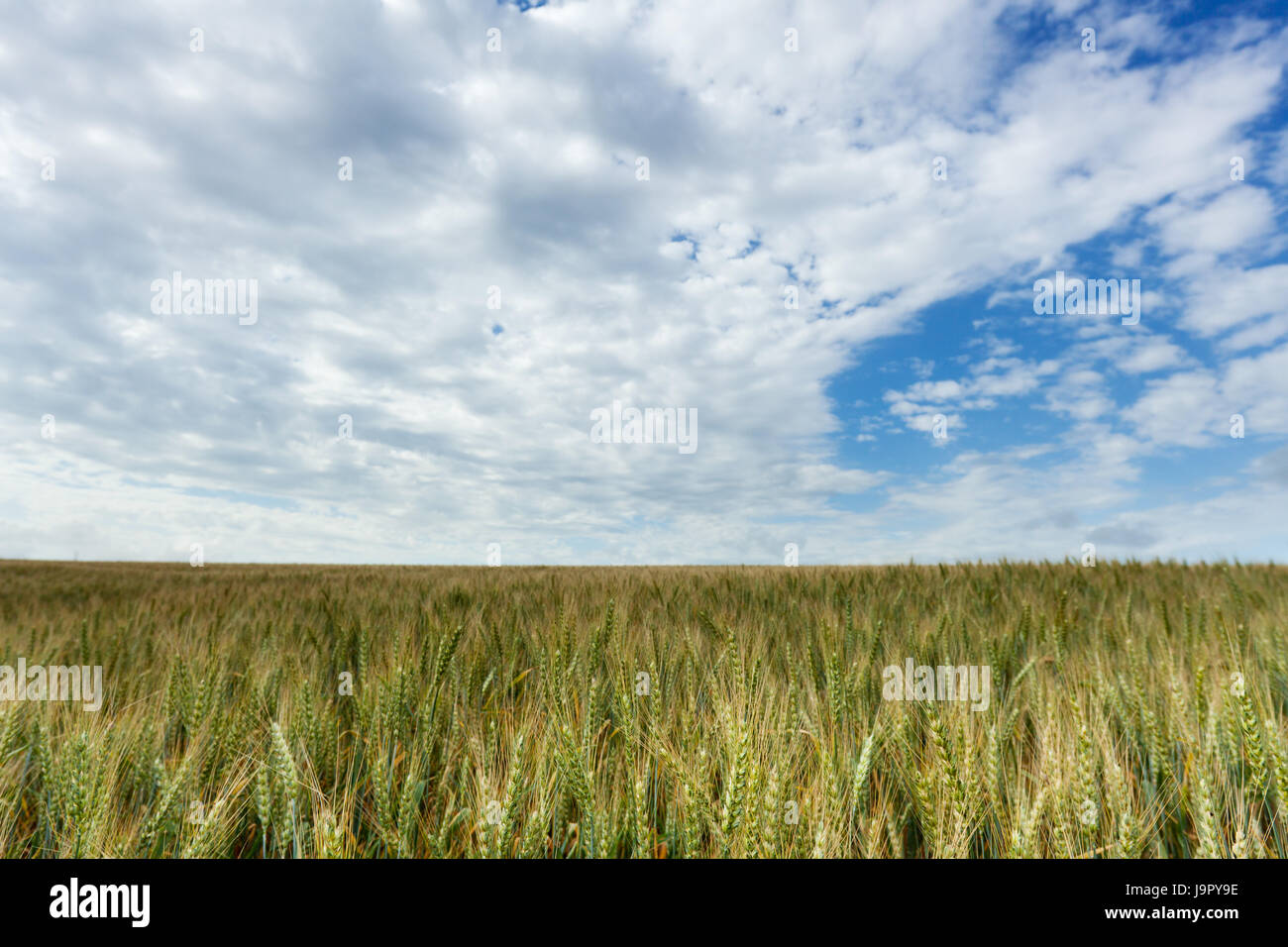 agriculture, farming, field, wheat, wheat field, scenery, countryside ...