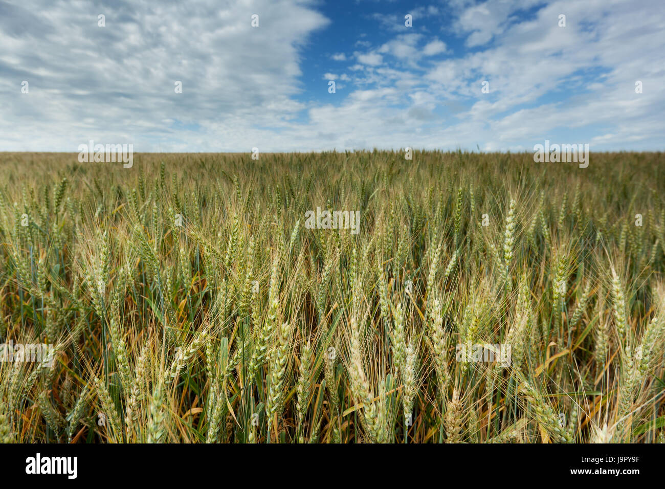 agriculture, farming, field, wheat, wheat field, scenery, countryside ...