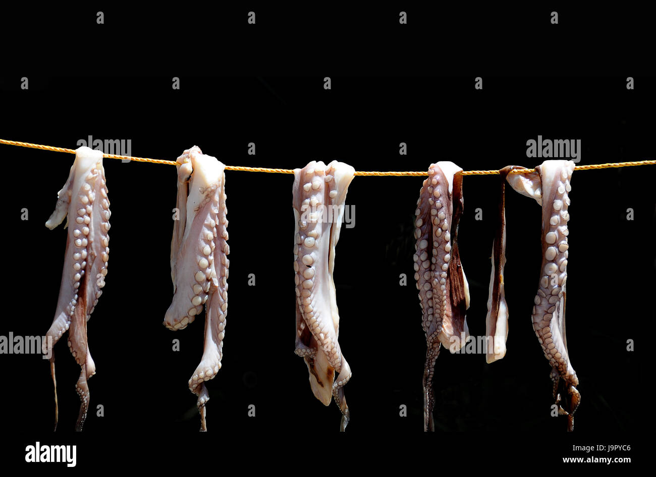 fish, black, swarthy, jetblack, deep black, black man, squid, squids ...