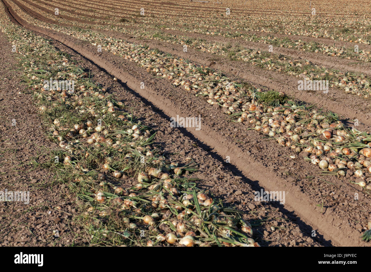 Onion furrows in vegetable hi-res stock photography and images - Alamy
