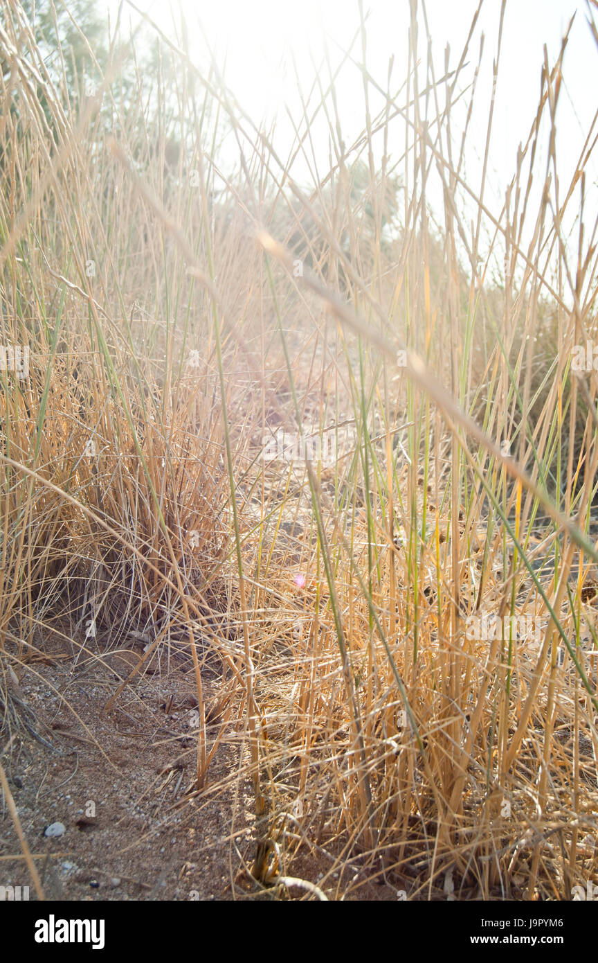 greece, beach, seaside, the beach, seashore, mood, grasses, dry, dried ...