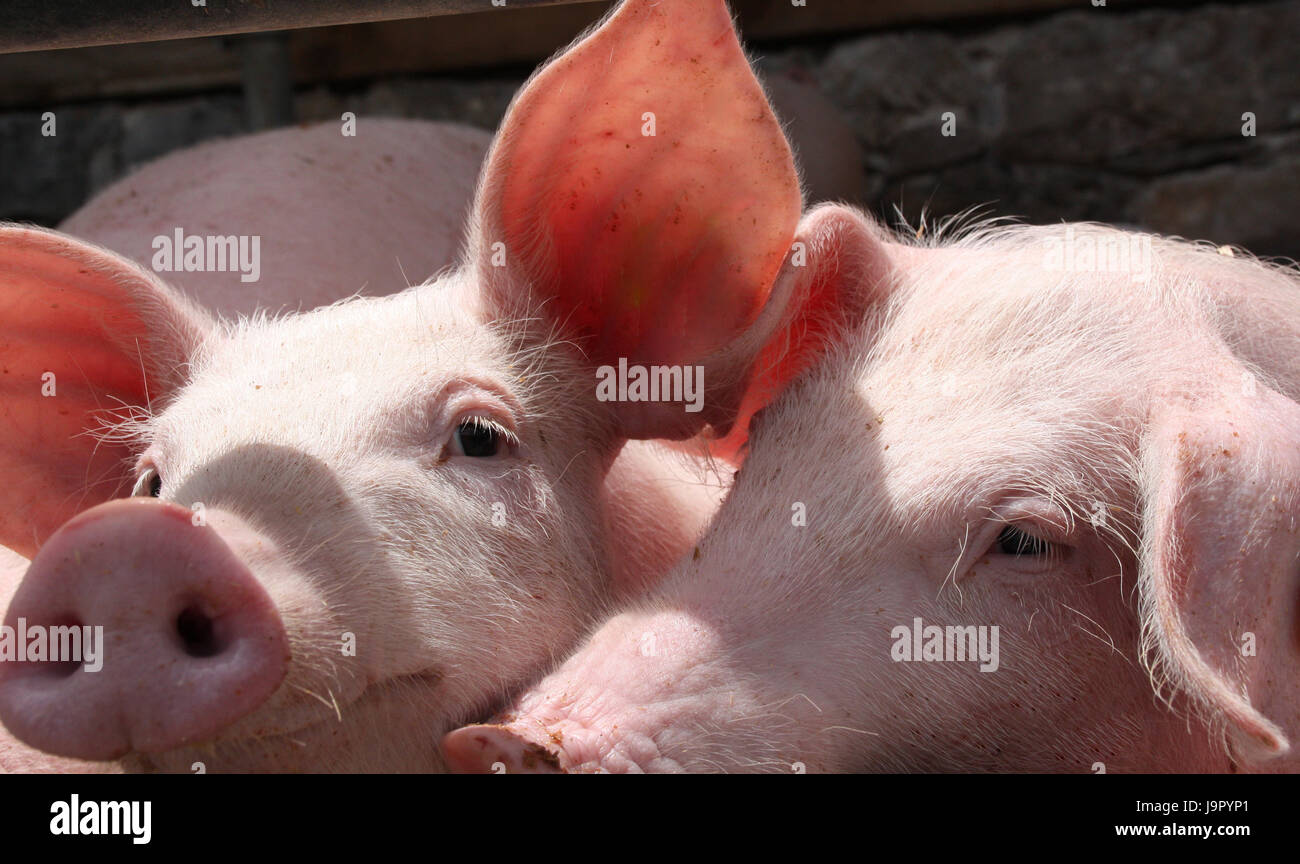 ears, cub, baby, piglet, pork, pig, isolated, animal, mammal, ears ...