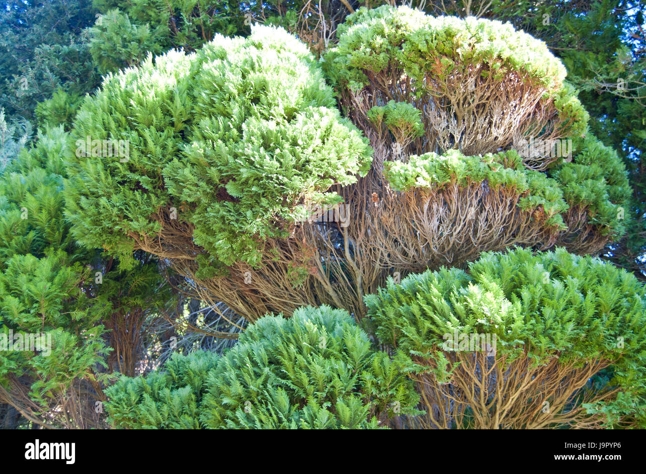 green, wild, shrub, bush, hedge, grown, nature, natural, green, wild ...