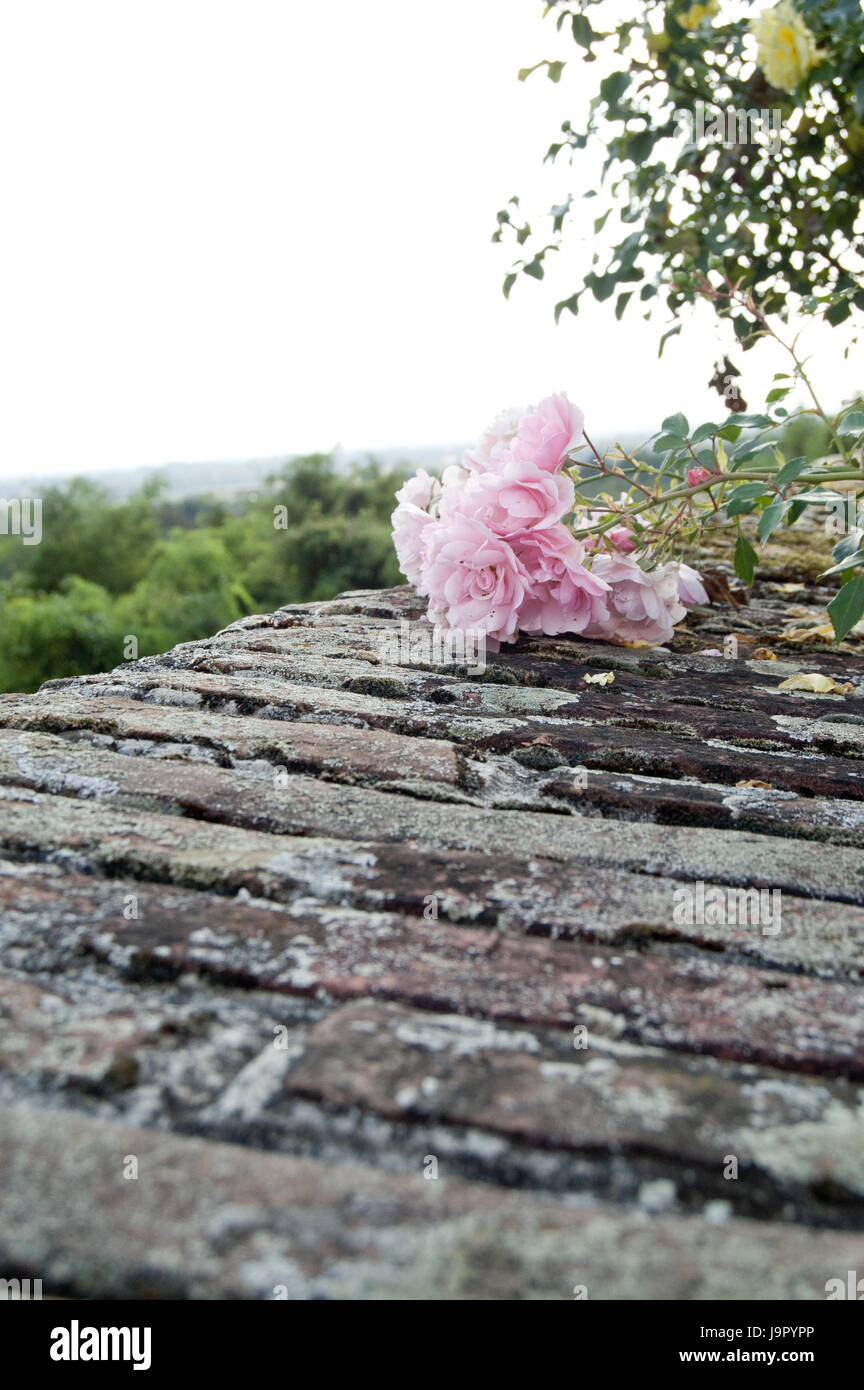 flower, rose, plant, romantic, wall, rise, climb, climbing, ascend ...